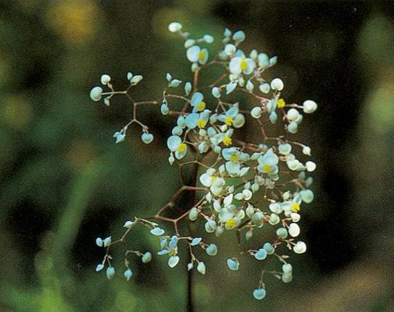 Balance : spiritual meaning of flower by The Mother