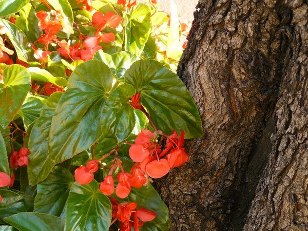 Balance : spiritual meaning of flower by The Mother