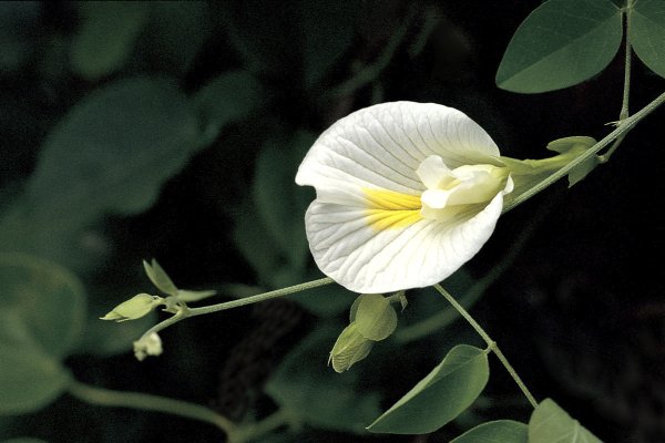 Purified Senses Spiritual Meaning Of Flower By The Mother Purified Senses Spiritual Meaning Of Flower By The Mother