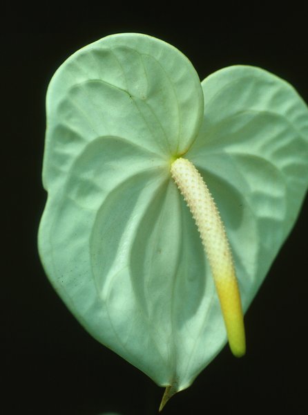 Purified Sex Centre Spiritual Meaning Of Flower The Mother