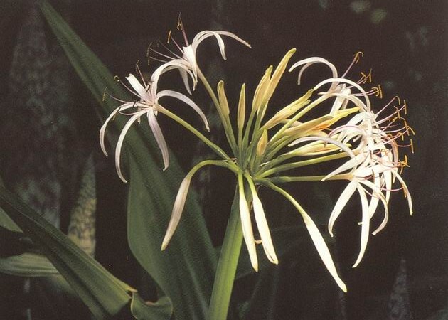 Disinterested work done for the Divine in the vital : flower Disinterested work done for the Divine in the vital : flower