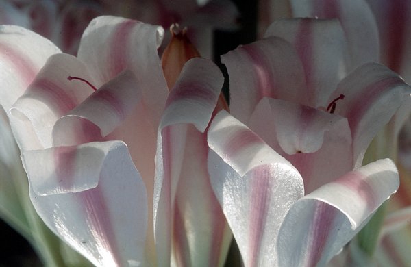 Disinterested work done for the Divine in the vital : flower Disinterested work done for the Divine in the vital : flower