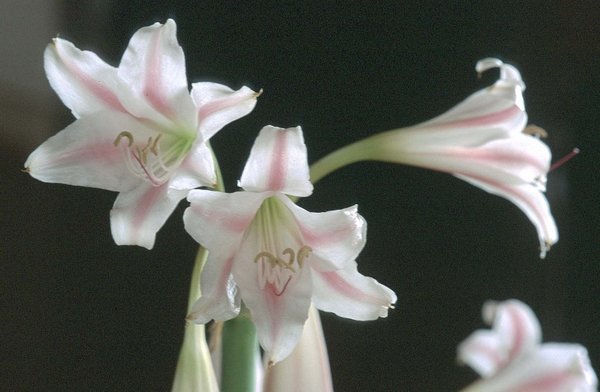 Disinterested work done for the Divine in the vital : flower Disinterested work done for the Divine in the vital : flower