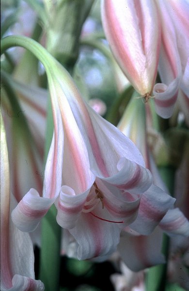 Disinterested work done for the Divine in the vital : flower Disinterested work done for the Divine in the vital : flower